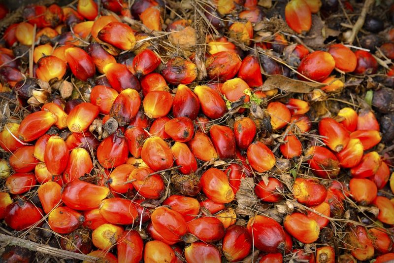 How Palm Oil Threatens Ecosystems and Endangered Species